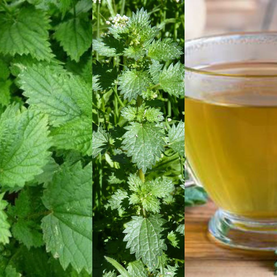¿Un té de Ortiga? - Shenmen Blog